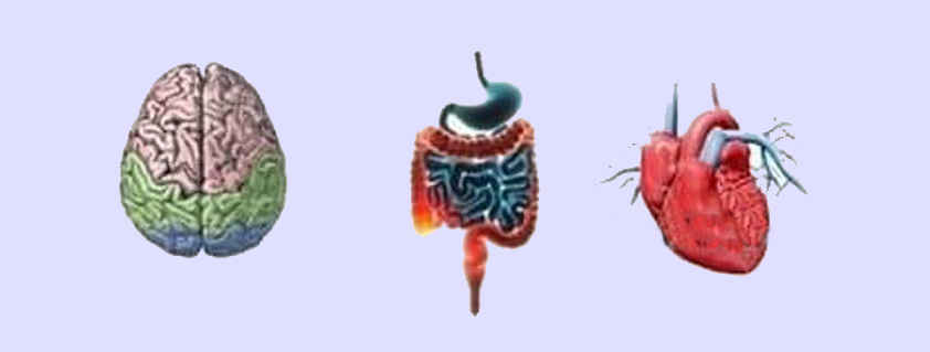 Use Your Three Brains for Stress Relief - Part 1 • Find balance and ...